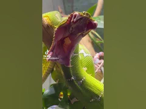 Snake Yawning - YouTube
