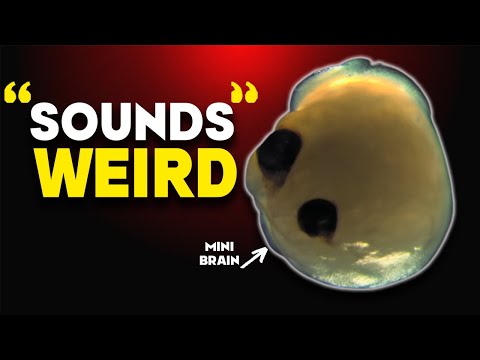 This Lab-Grown “Mini Brain” Could Replace AI |Organoid - YouTube