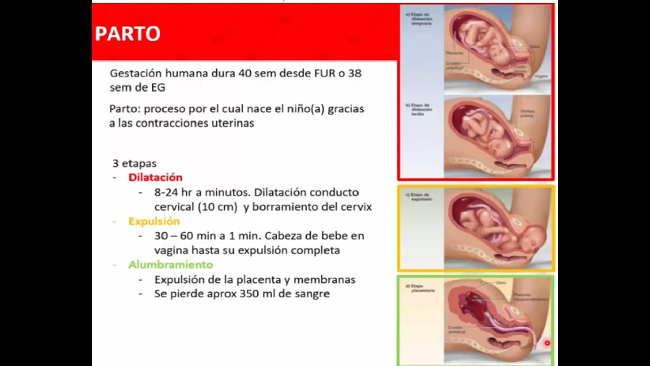 El Parto Dilatación - Expulsión - Alumbramiento 👍👍 - YouTube