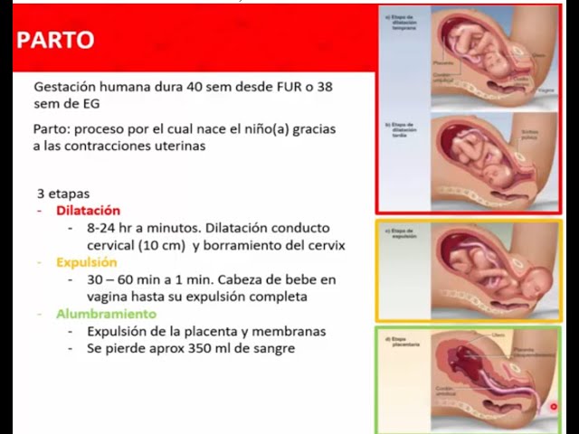 Etapas Del Parto Vaginal