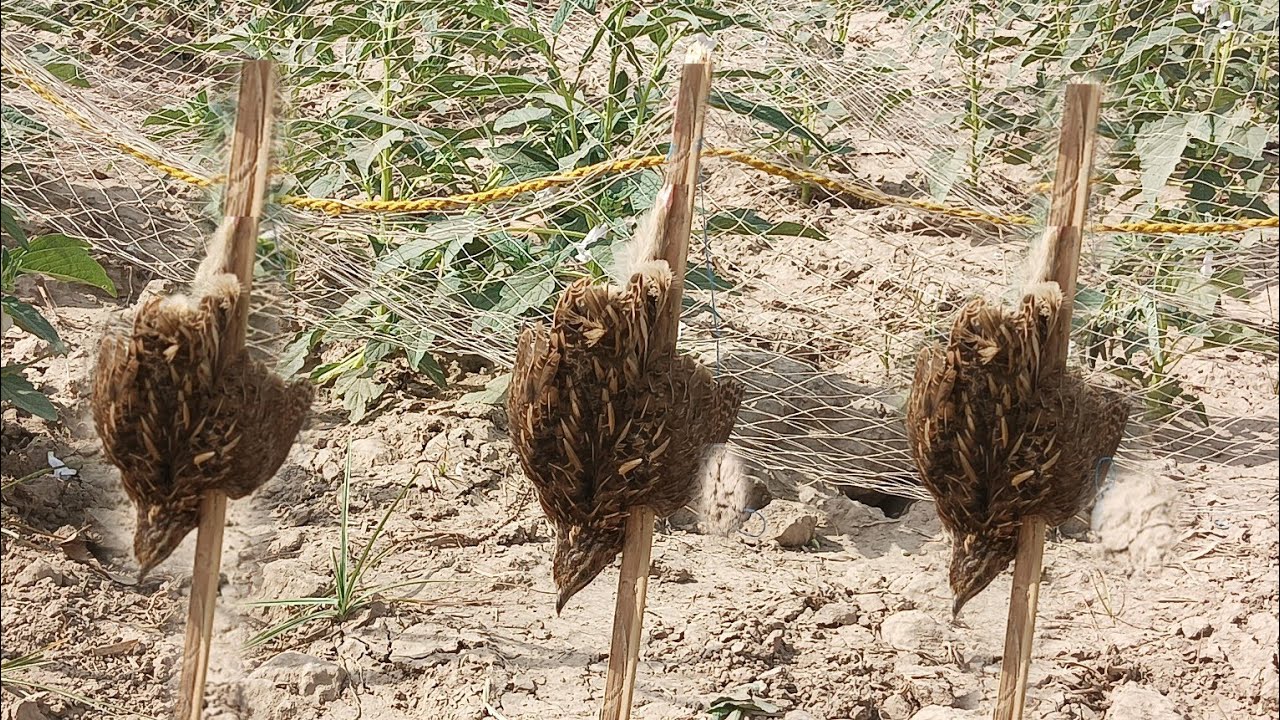 Easy Bird Trapping Using with Net And Stick - YouTube