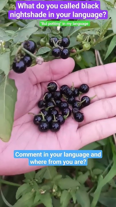 What do you called Black nightshade in your language? #shorts #blacknightshade #berry #comment ...