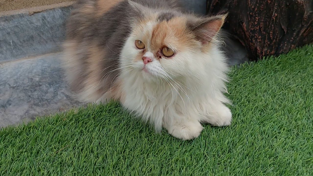 Grumpy Cat Gone Crazy When Meeting With Everyone - YouTube