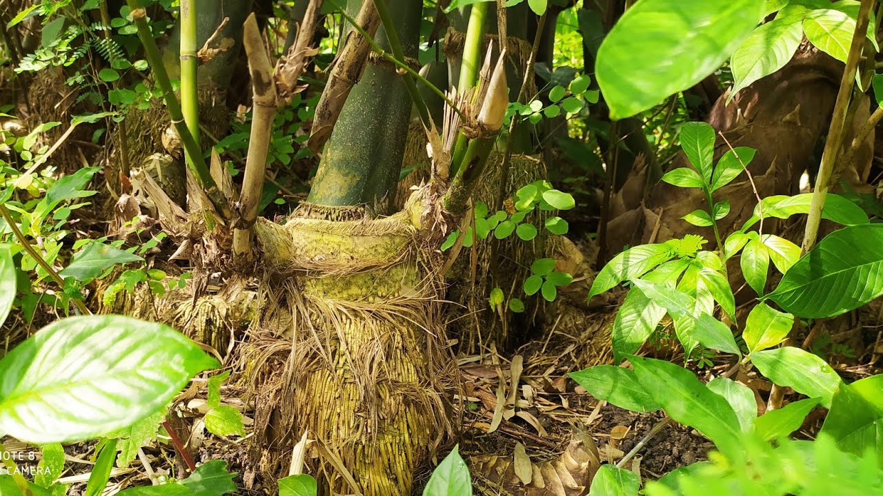 Bambu petuk tanduk - YouTube