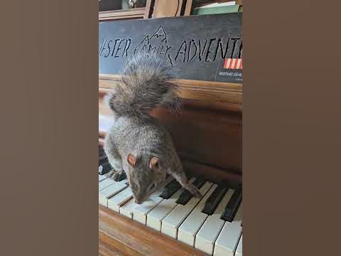 Squirrel playing piano With me.#cute #animal #nature - YouTube