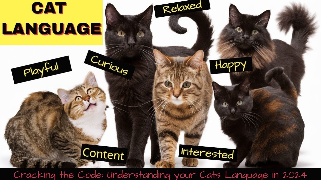 How to Understand Your Cat Better by Decoding Your Cat's Language ...