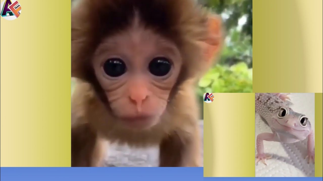 Cute pets baby monkey/pet baby monkey India/baby monkey 2021/ Aditya ...