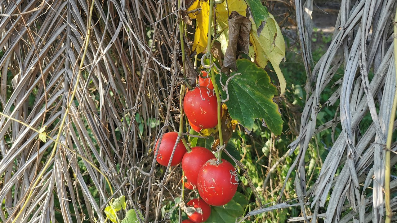 "年轻人的味蕾革命：野吊瓜引领新一代美食潮流！ Makal fruits leads a new generation of food ...