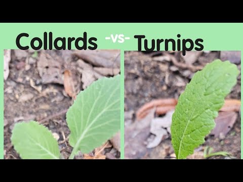 Collards -vs- Turnips: What are some of the differences? - YouTube