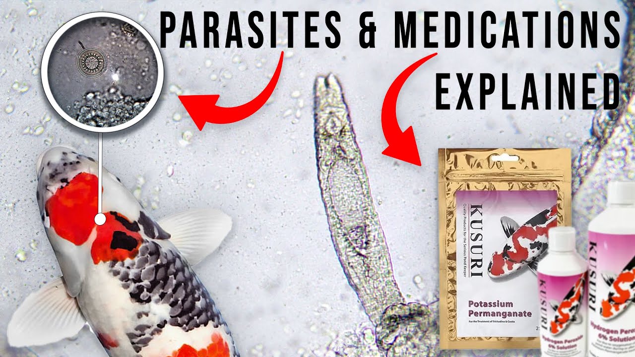 Ultimate Guide to Koi Parasites and Medication with Ricky Stoddart ...