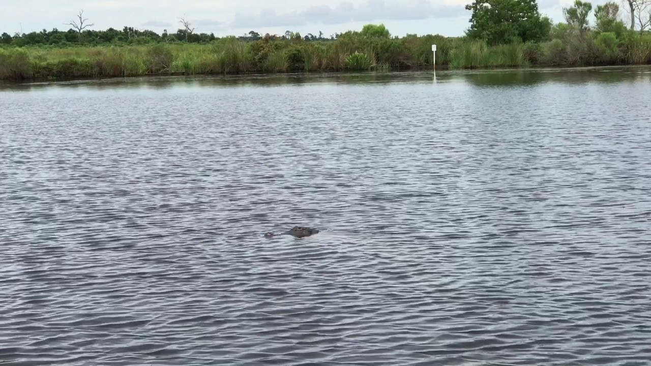 Alligator Tracking - YouTube