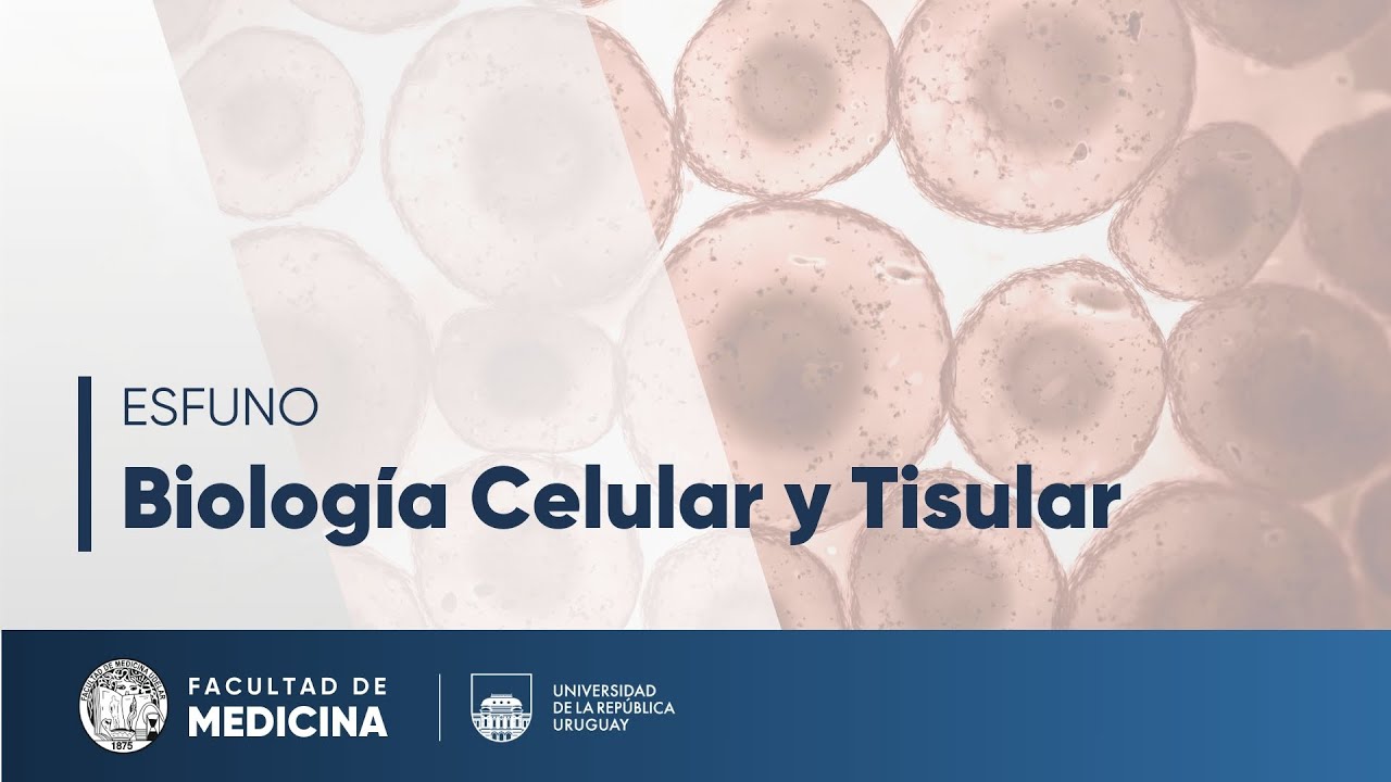 Sistema inmune (Parte 3) - Biología Celular y Tisular - YouTube