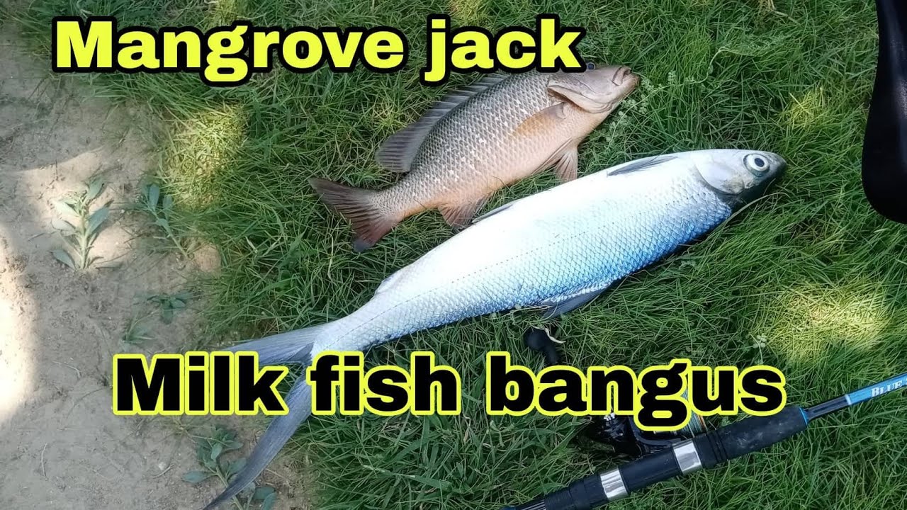 AMAZING FISHING MANGROVE JACK AND MILK FISH - YouTube