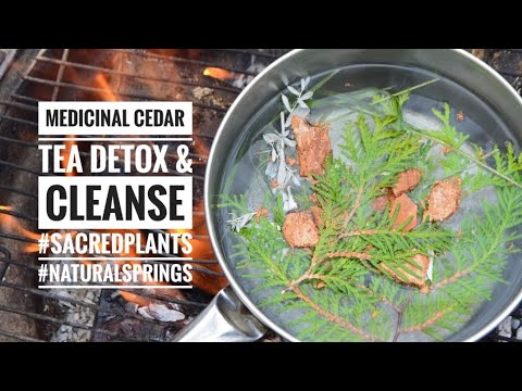 Medicinal Cedar Tea & Indigenous Sacred Plants - YouTube