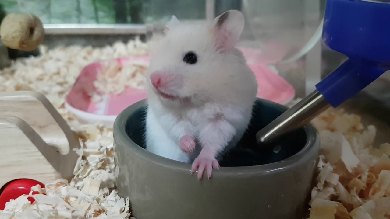[모찌/골든햄스터] 물마시는 모찌 심쿵심쿵♡_♡ / Hamster drinking water - YouTube