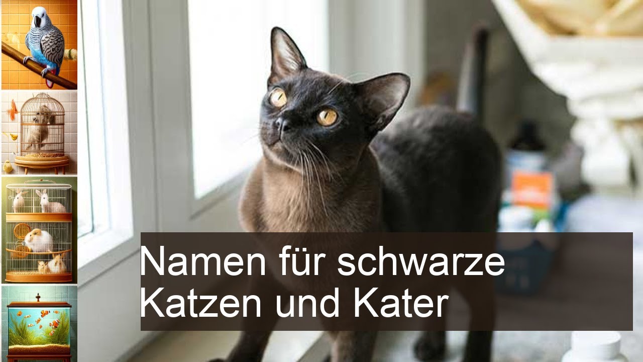 Namen Schwarzer Kater