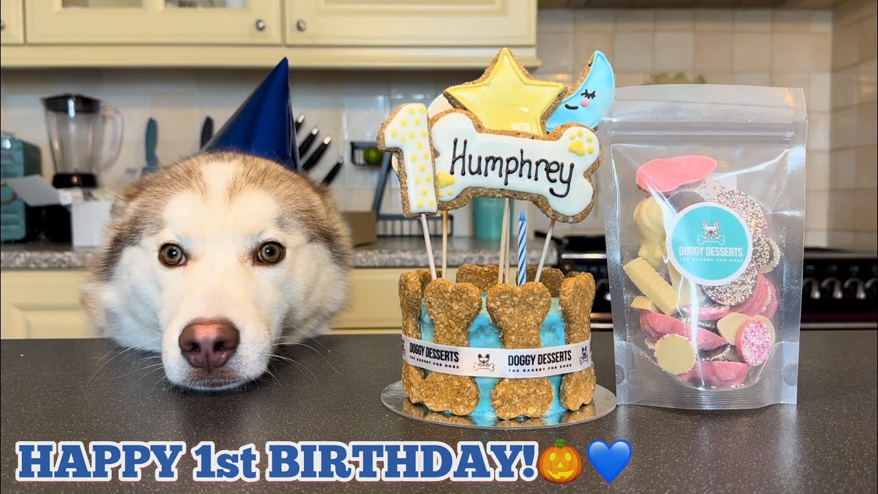 HAPPY 1ST BIRTHDAY HUMPHREY!😭🎃💙. - YouTube