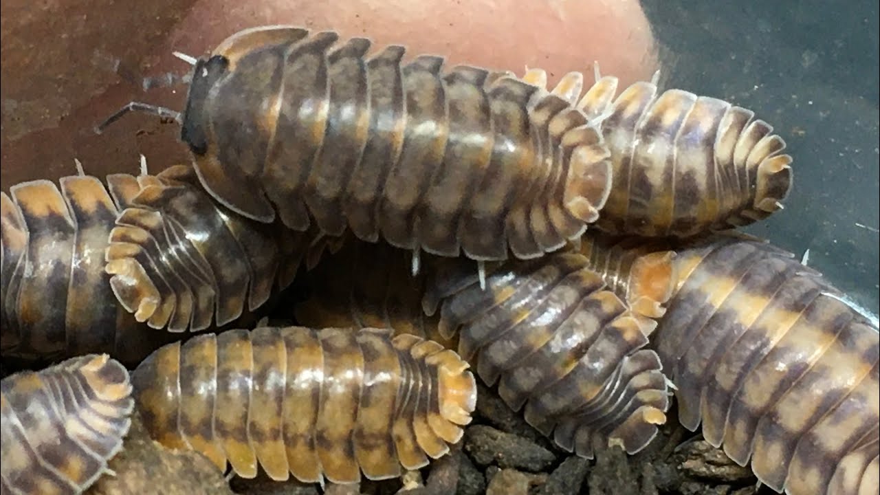 Cubaris /Nesodillo sp. Red Tiger Isopod Care Guide - YouTube