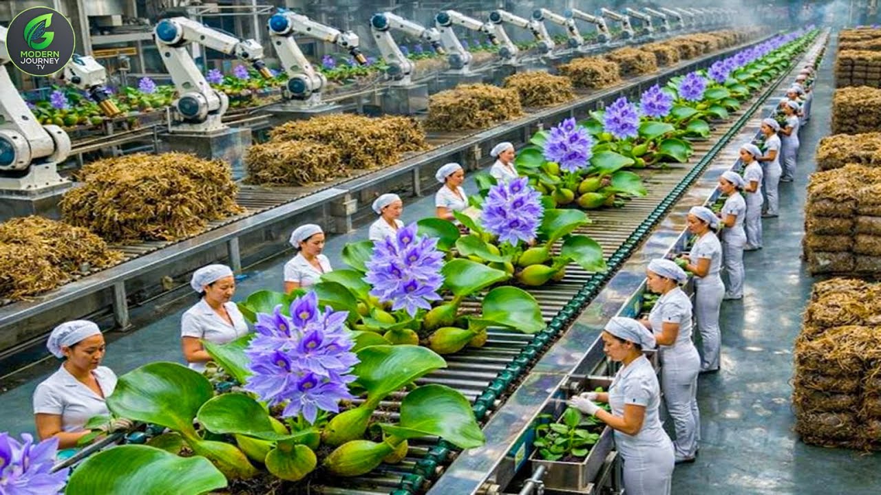 Inside a Water Hyacinth Factory: Turning Wet Plants Into Strong Fiber ...