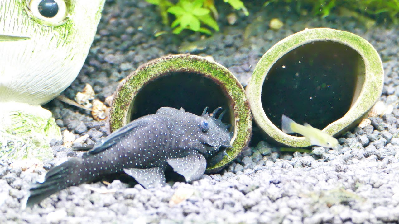 Paarung Weißsaum Ancistrus L183 spawning c - YouTube