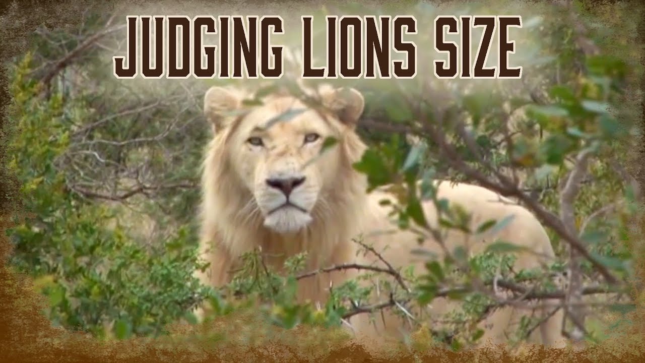 Judging a Mature Lions Size Hunting | 5 - YouTube