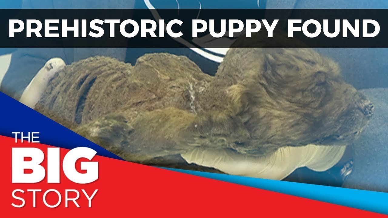 Russian scientists discover prehistoric puppy in permafrost - YouTube