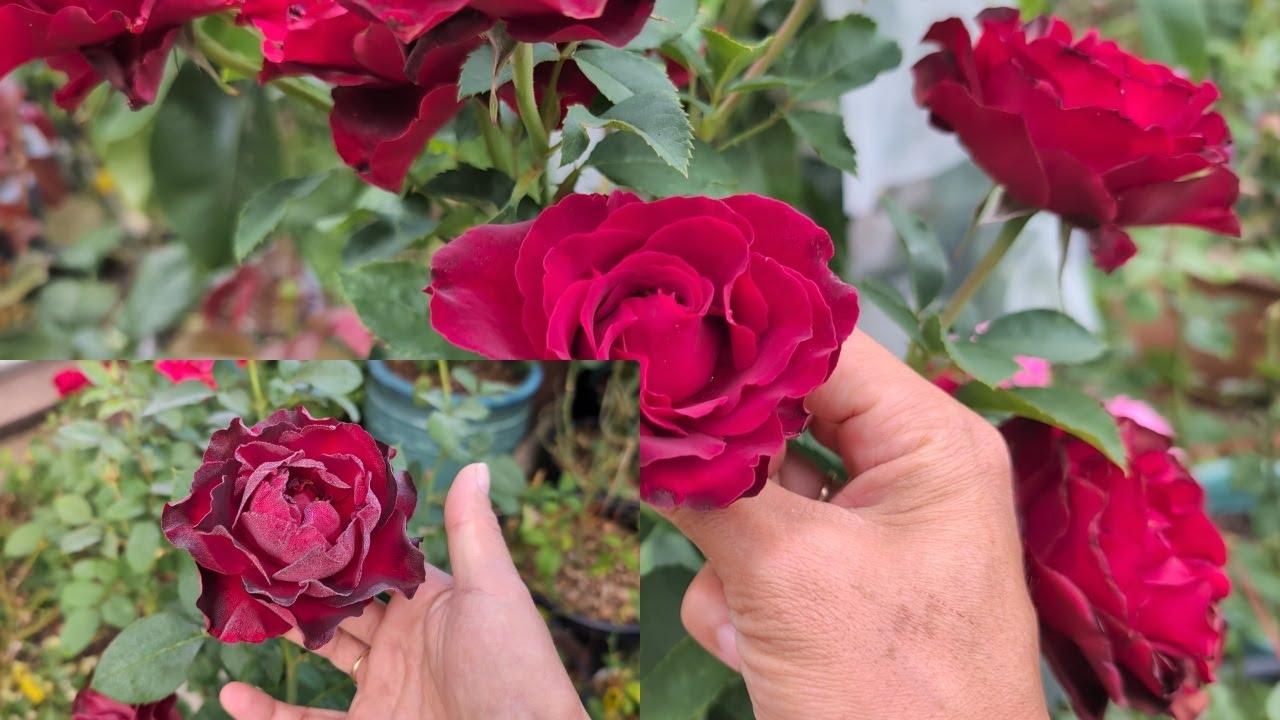 Homage to Barbara rose review - YouTube