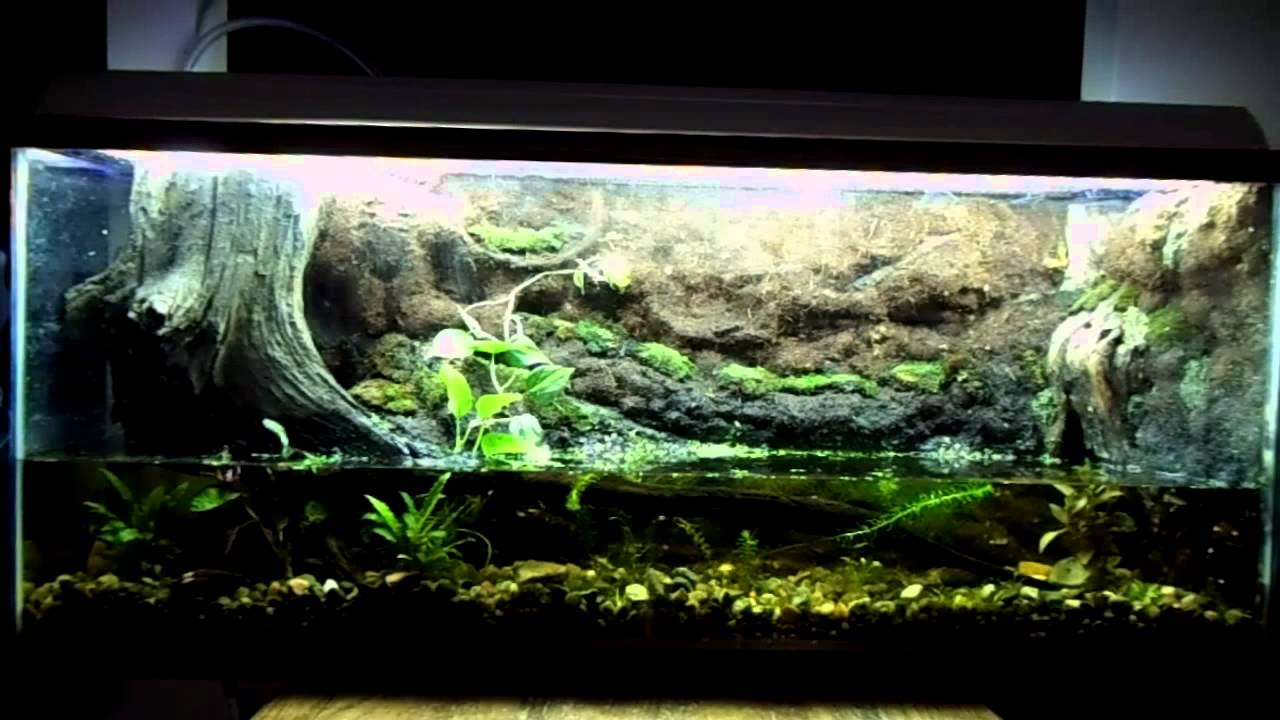 Vietnamese Mossy Frog Vivarium