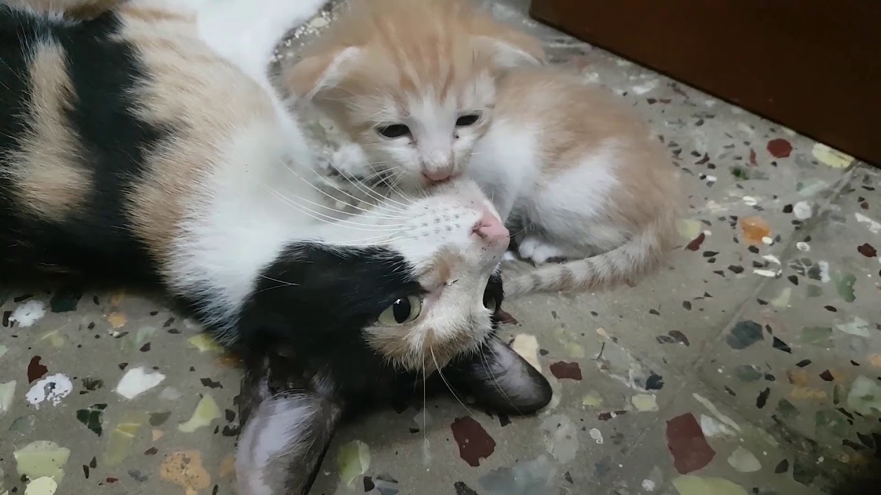 Our Calico Mother Cats first love - first litter :)|Indian Tabby Cats ...