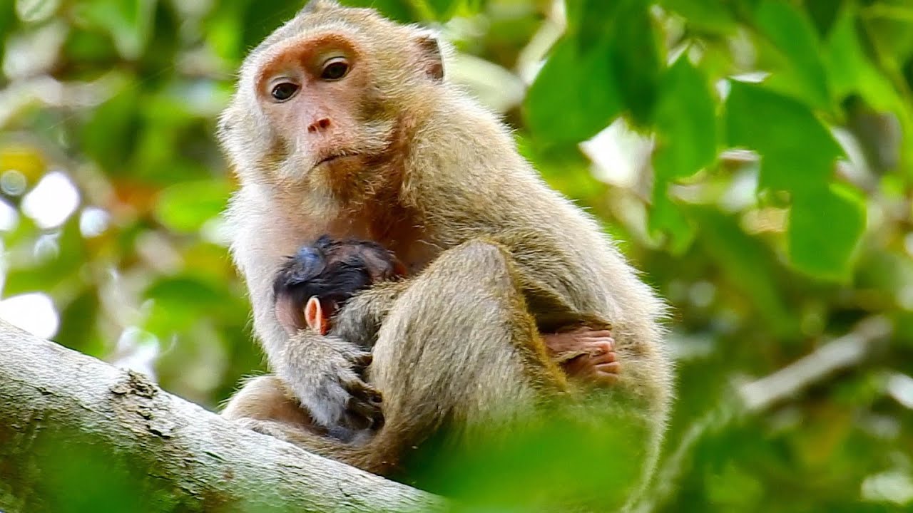 Finally abandon monkey was released last year give a newborn, She ...