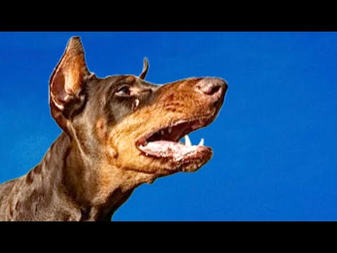 Havlayan Köpek Sesi, Ses Efekti