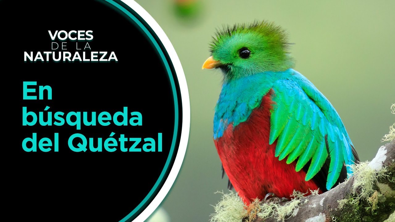 Voces de la Naturaleza - En Búsqueda del Quétzal - YouTube