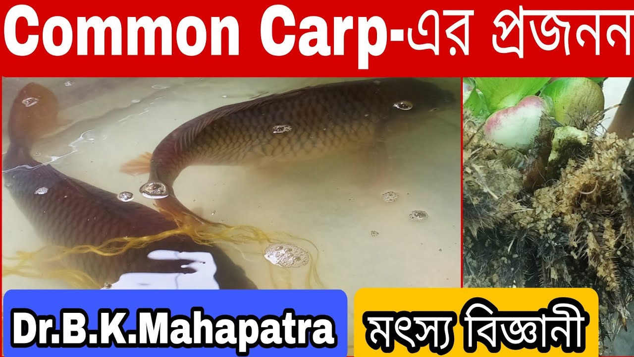 Live Common Carp Breeding🐟🐟 #commoncarp - YouTube