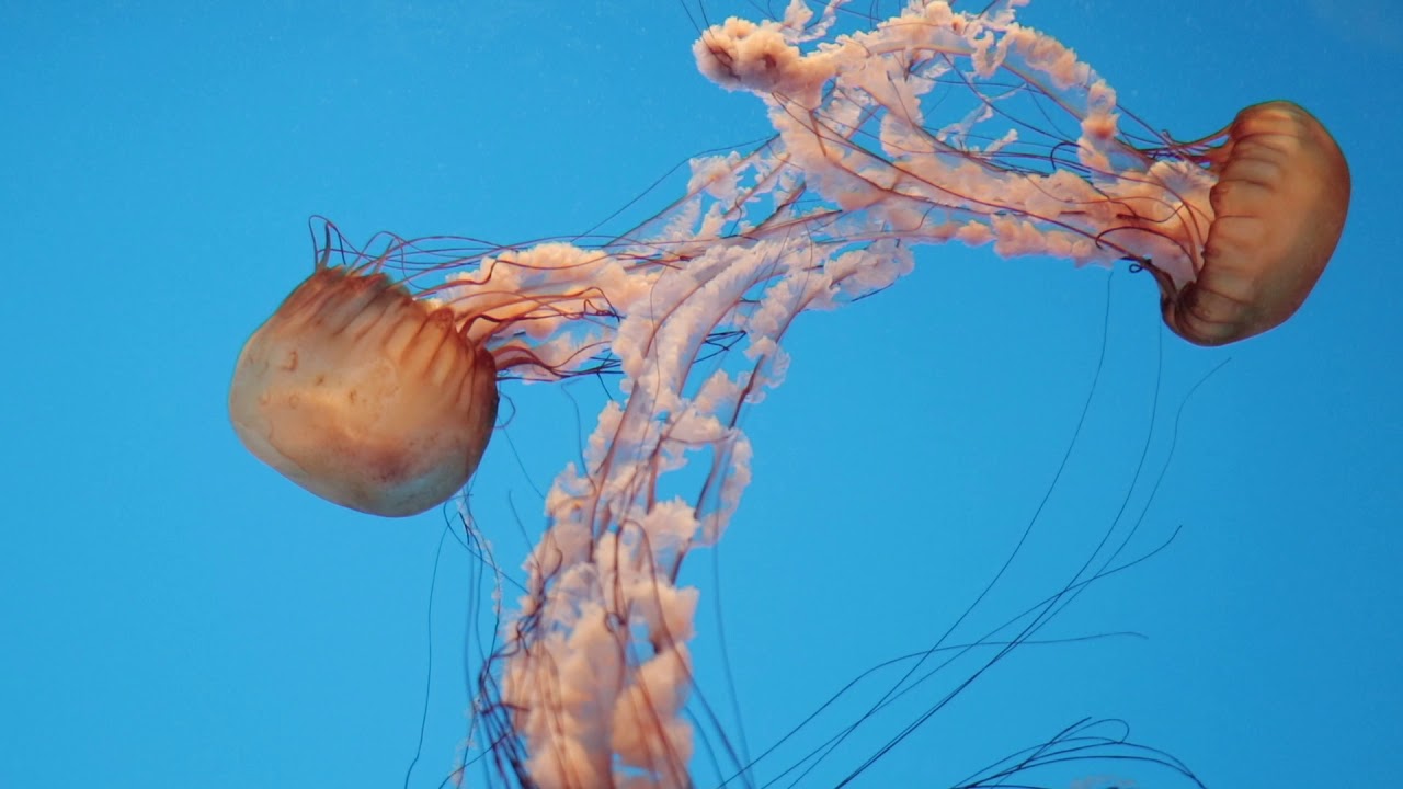 Satisfying Jellyfish Ocean Compilation - YouTube
