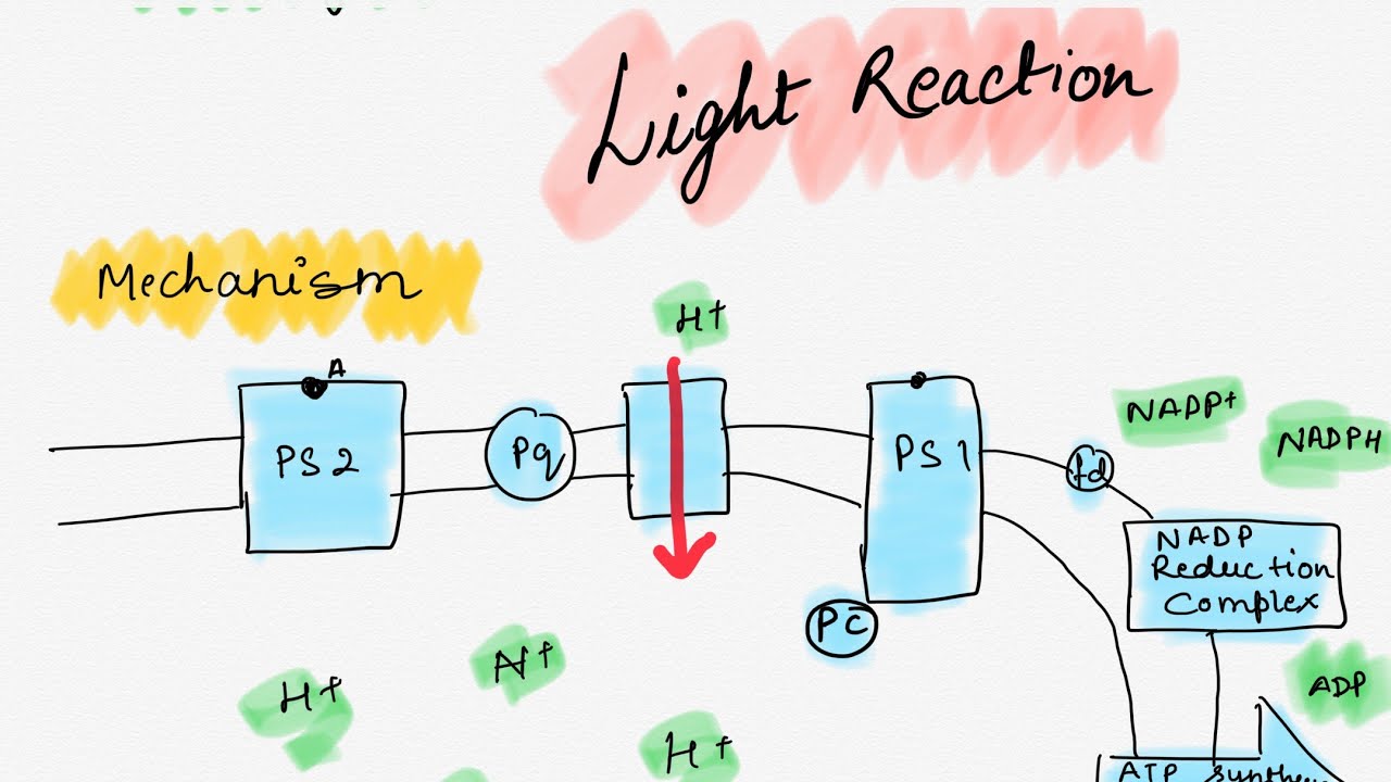 light Reaction mechanism | UPSC botany optional - YouTube