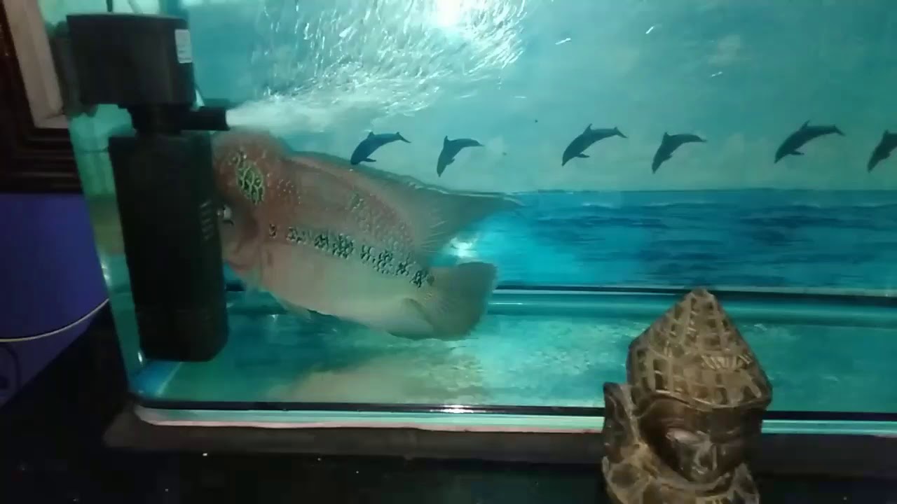 floran fish - YouTube