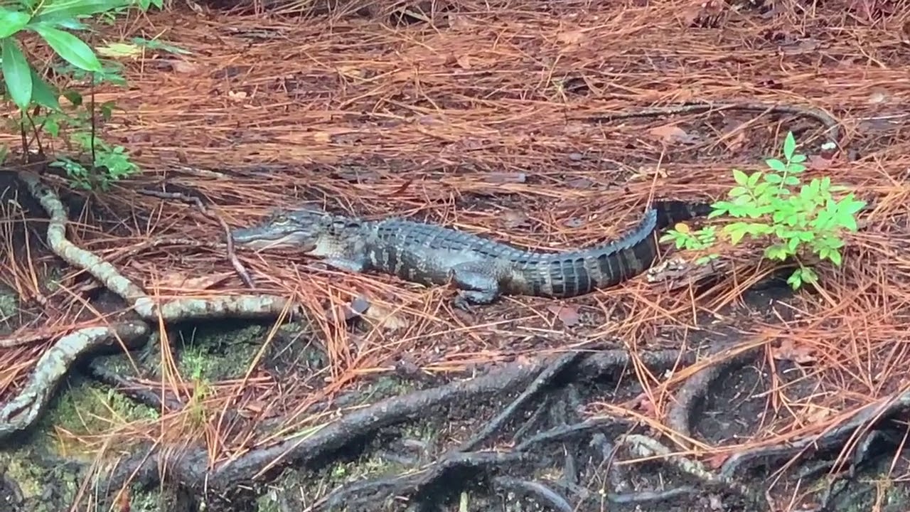 Alligators - YouTube