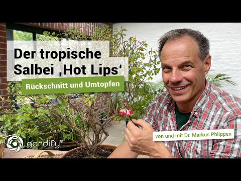 Der tropische Salbei 'Hot Lips' - Rückschnitt und Umtopfen! Kübelpflanzen | gardify Tipps