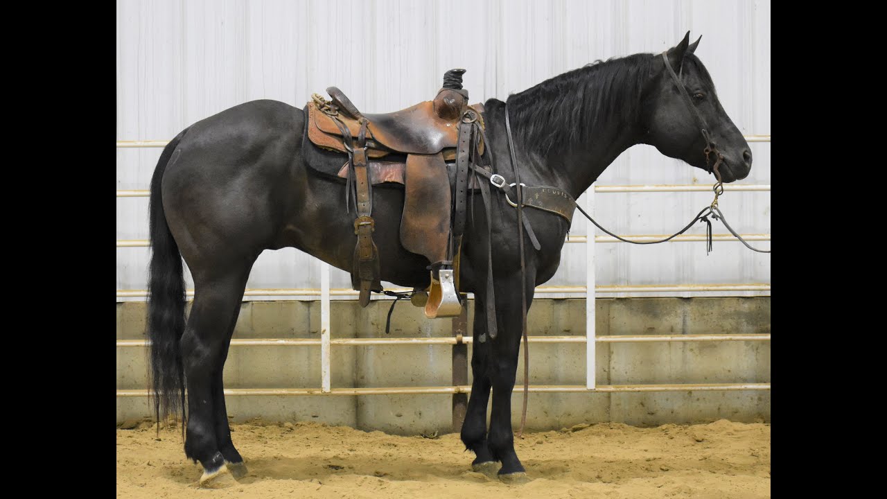 Pitzer Ranch 2020 Spring Sale Lot 6 QUEST TWO BEST - YouTube