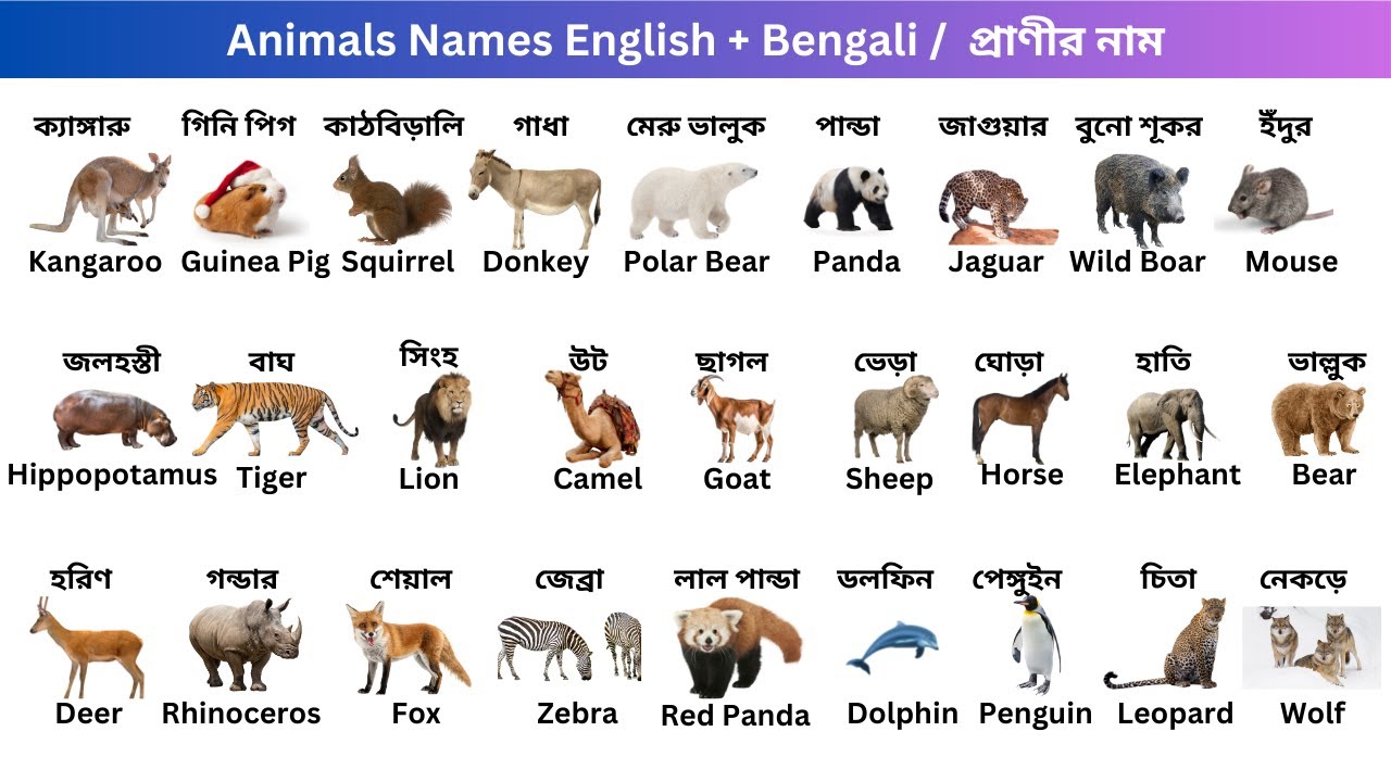প্রাণীর নাম ইংরেজিতে । Animals name Bengali to English জীব জন্তুর নাম ...