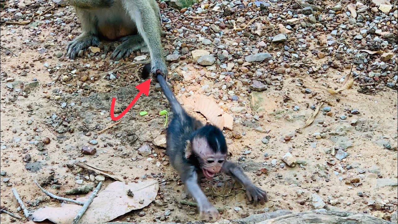 Daniela baby monkey breaking heart that DeeDee fight and pull it. - YouTube