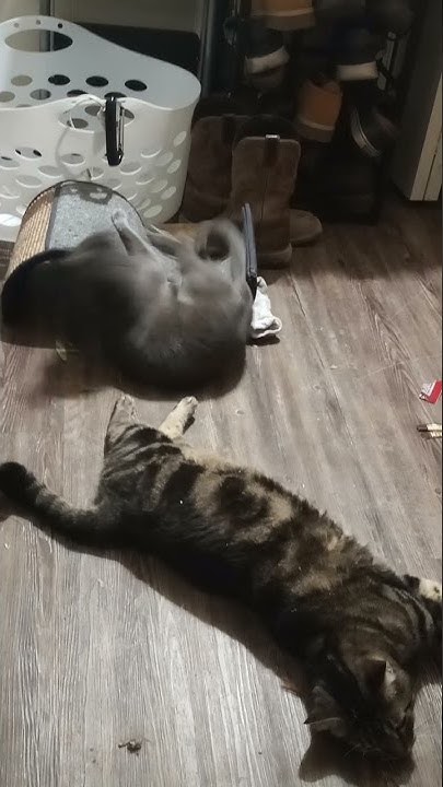 #catnip #catbed #fyp - YouTube