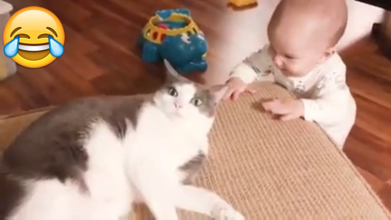 cat vs baby Compilation | comedy | cute cat | cat funny videos - YouTube