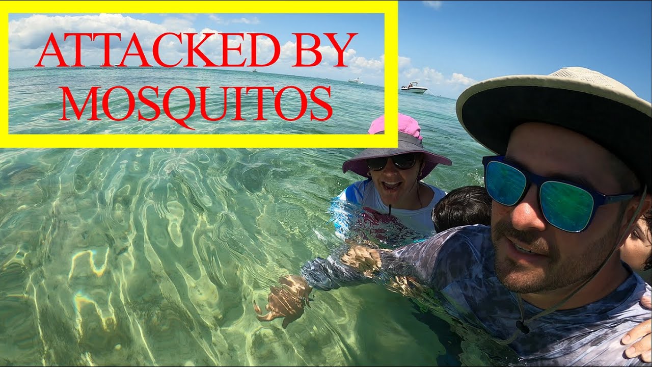 ELLIOTT KEY ISLAND ATTACKED BY MOSQUITOS - YouTube