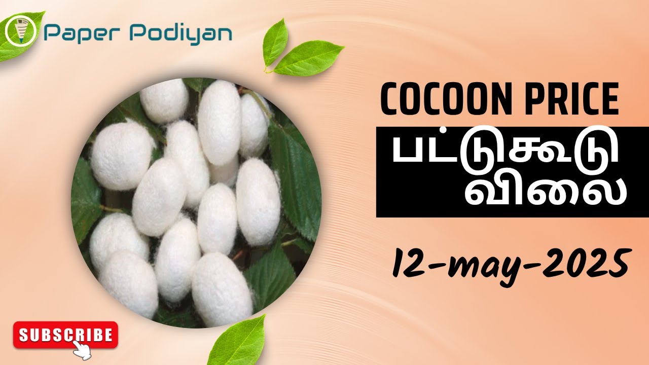 Mulberry Cocoon Price-12-05-25 #பட்டுகூடுவிலை #mulberrycocoonrate # ...
