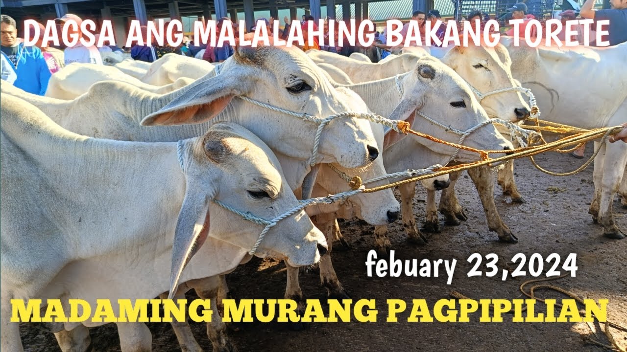 Dagsa ang mga Toreteng Baka,Price Update.. - YouTube