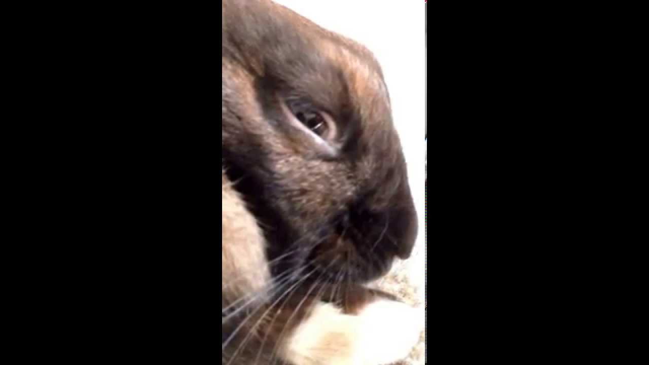 Bunny grinding teeth/tooth purring! - YouTube