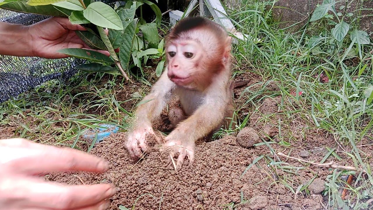 monkey LiBi imitate mom how t plant a tree.. - YouTube