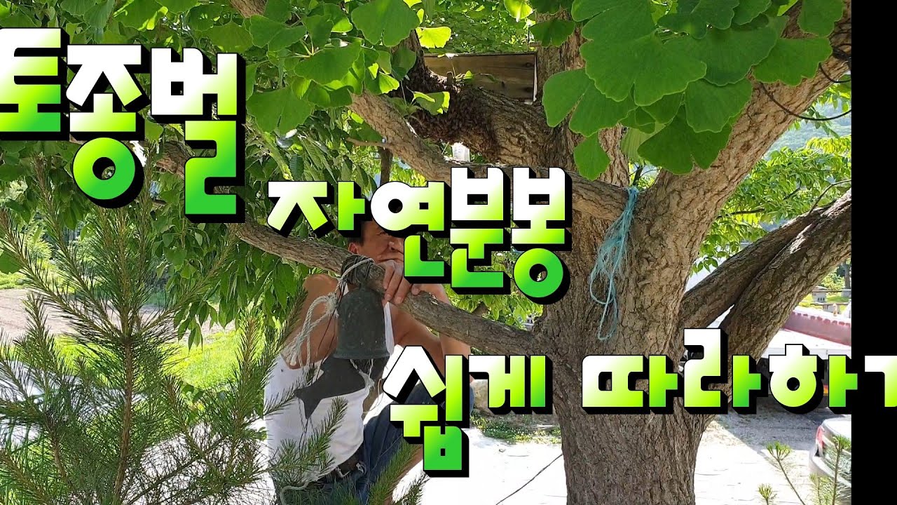 고추잠자리 자연분봉 아이 더워 ㅜㅜ korean bees - YouTube