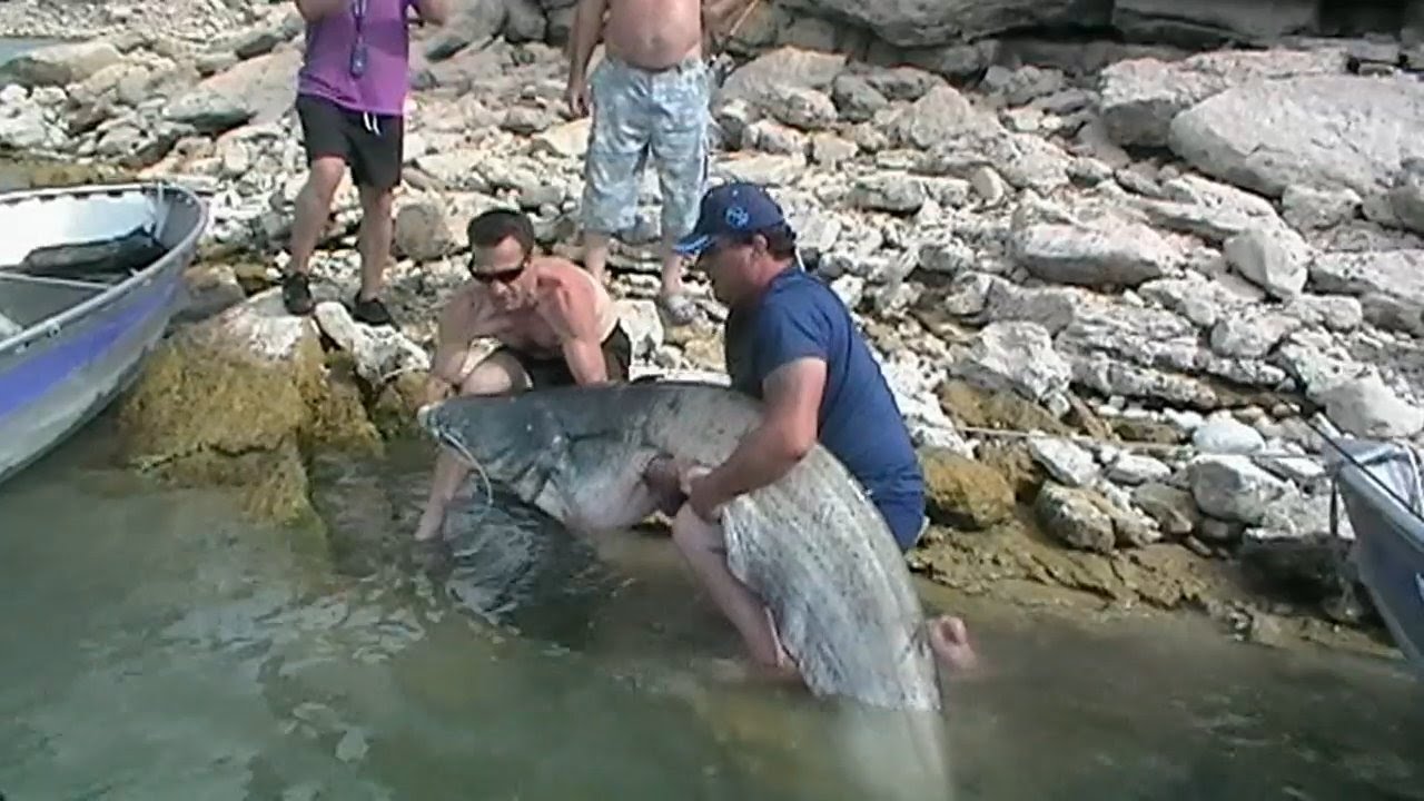 Wędkarstwo Sumowe, Sum 214 cm z Ebro, Catfish Fishing - Big Catfish ...